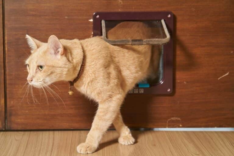 How To Catify Your Home 9 Simple Ideas Catster